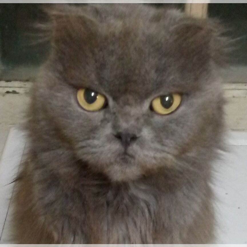 Персидская кошка, взрослая