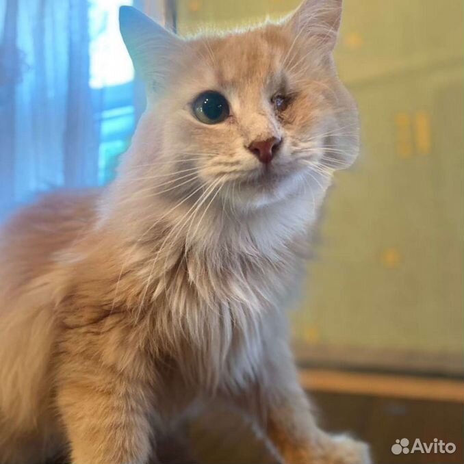 Кот-пиратик в поисках гавани (дома)