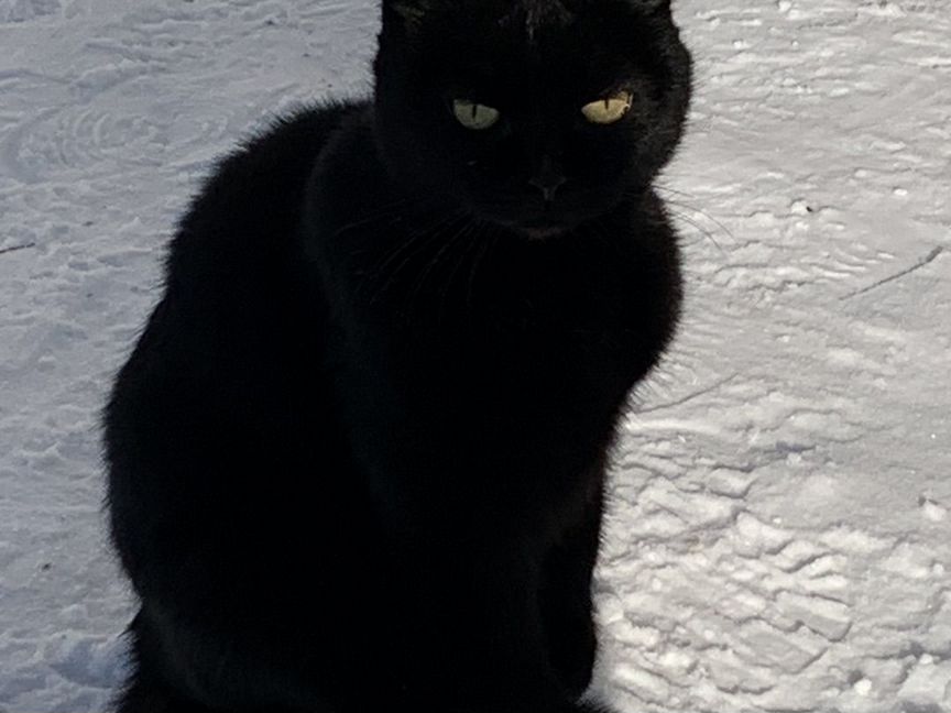 Кошка в добрые руки вислоухая