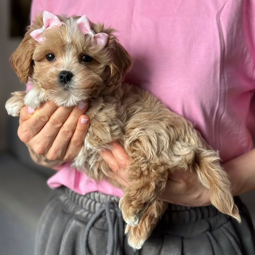 Мальтипу, щенок