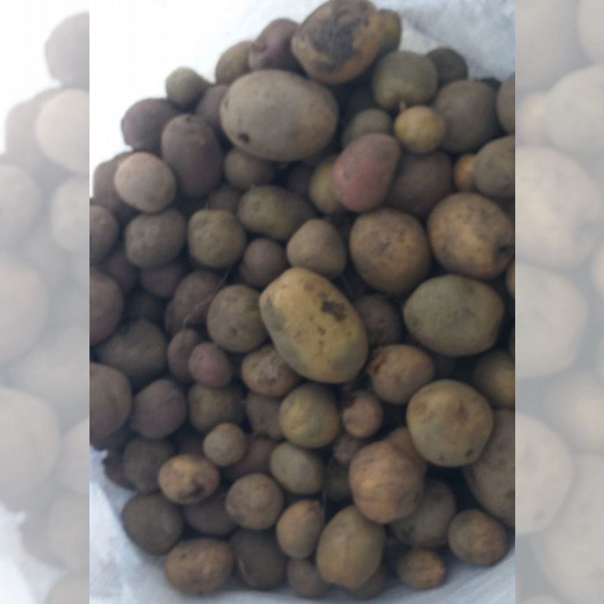 Картофель мелкий на корм скоту