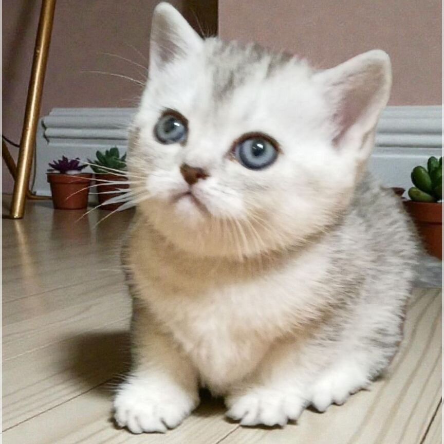 Шотландский прямоухий короткошёрстный котёнок