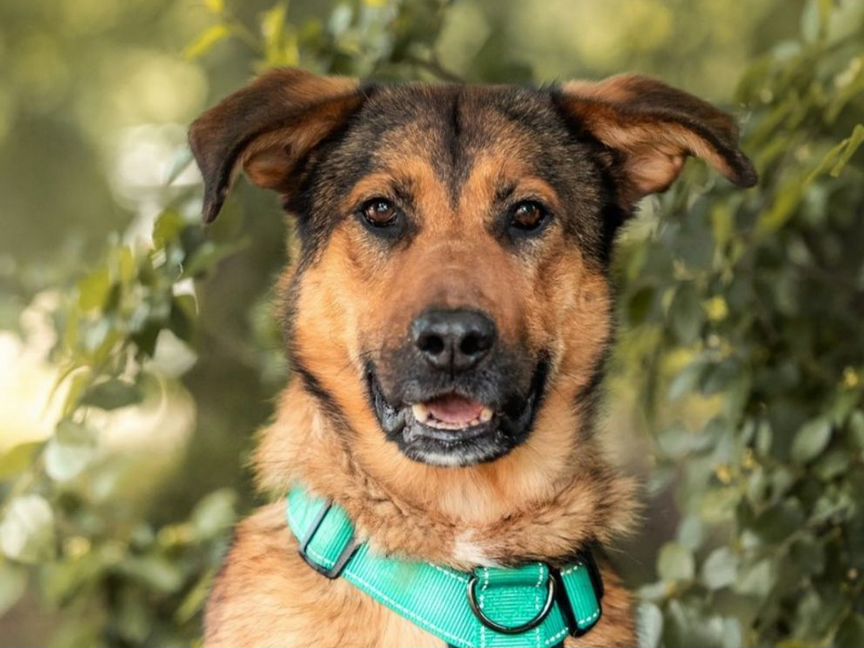 Собака в добрые руки