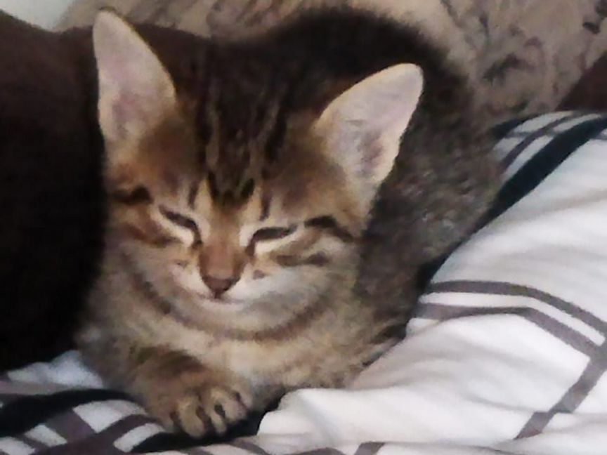 Котята