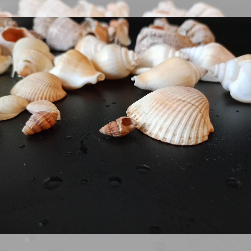 Ракушки для аквариума разные
