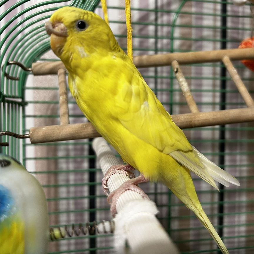 Волнистый попугай