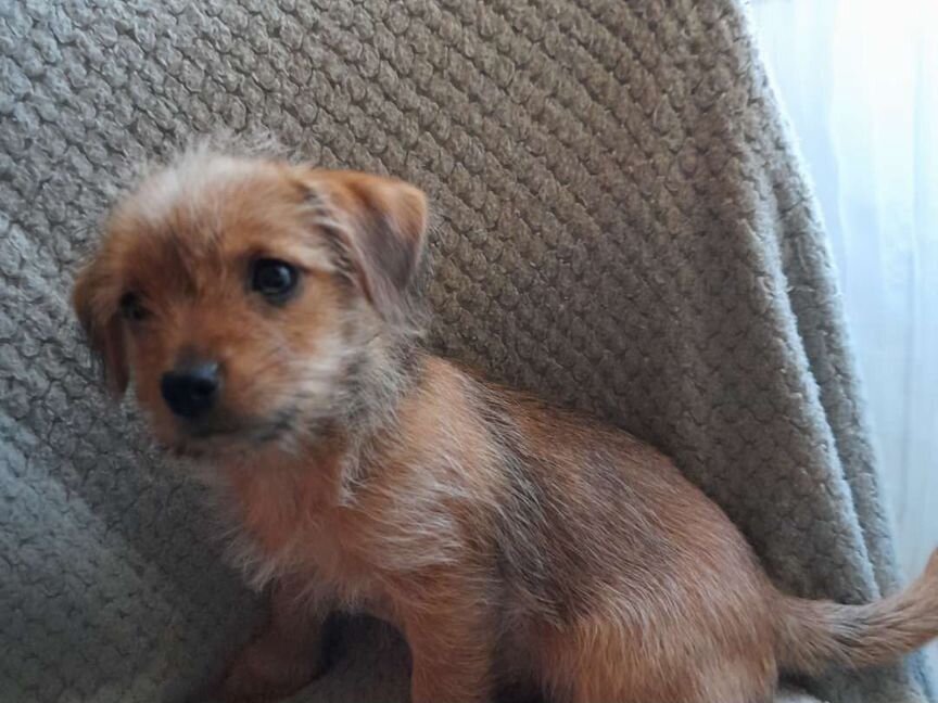 Норвич терьер