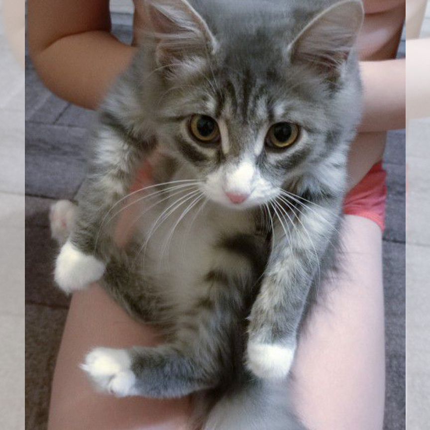 Молодая кошечка, отдам