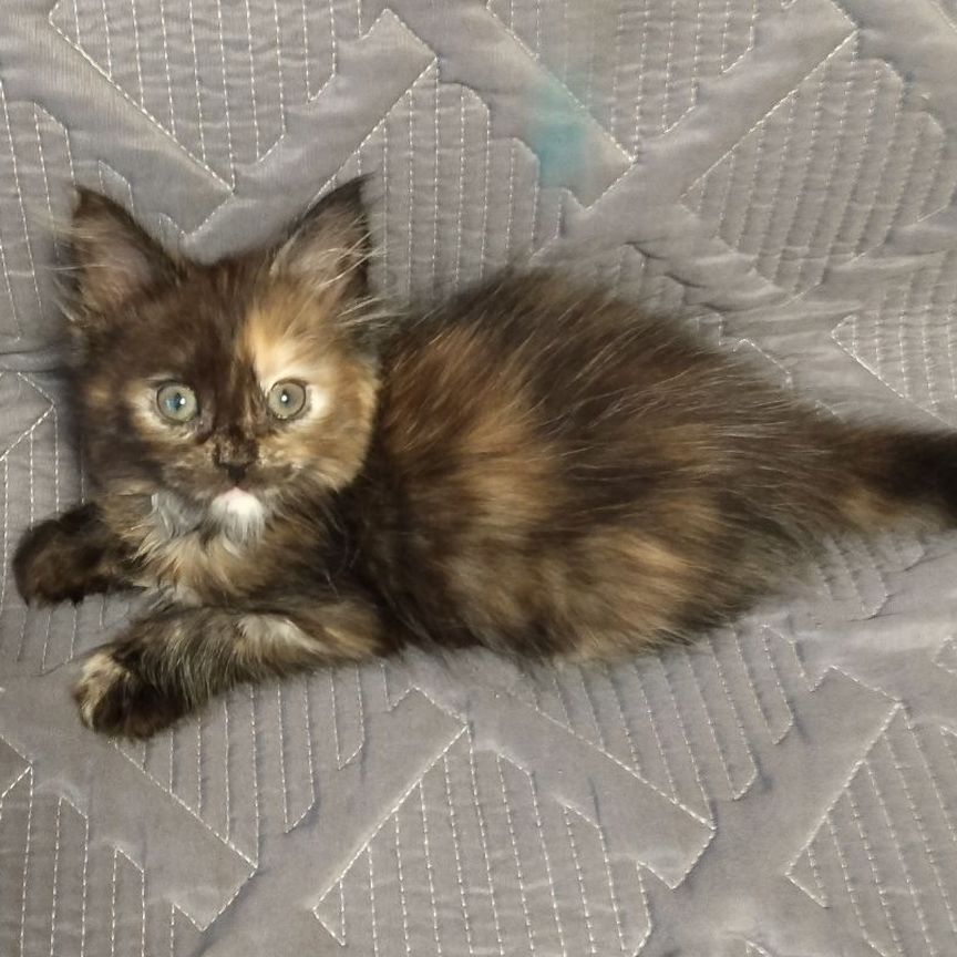 Шотландский прямоухий длинношёрстный котёнок