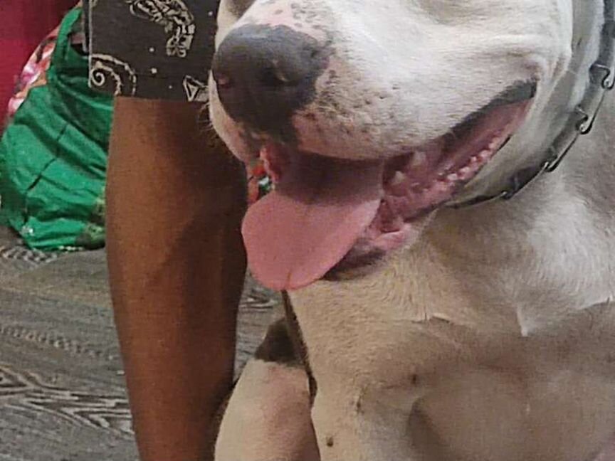 Американский питбультерьер вязка