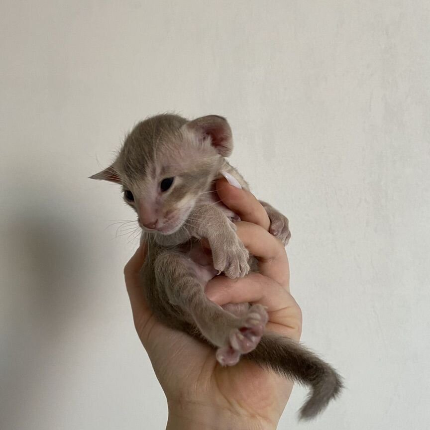 Котенок мальчик