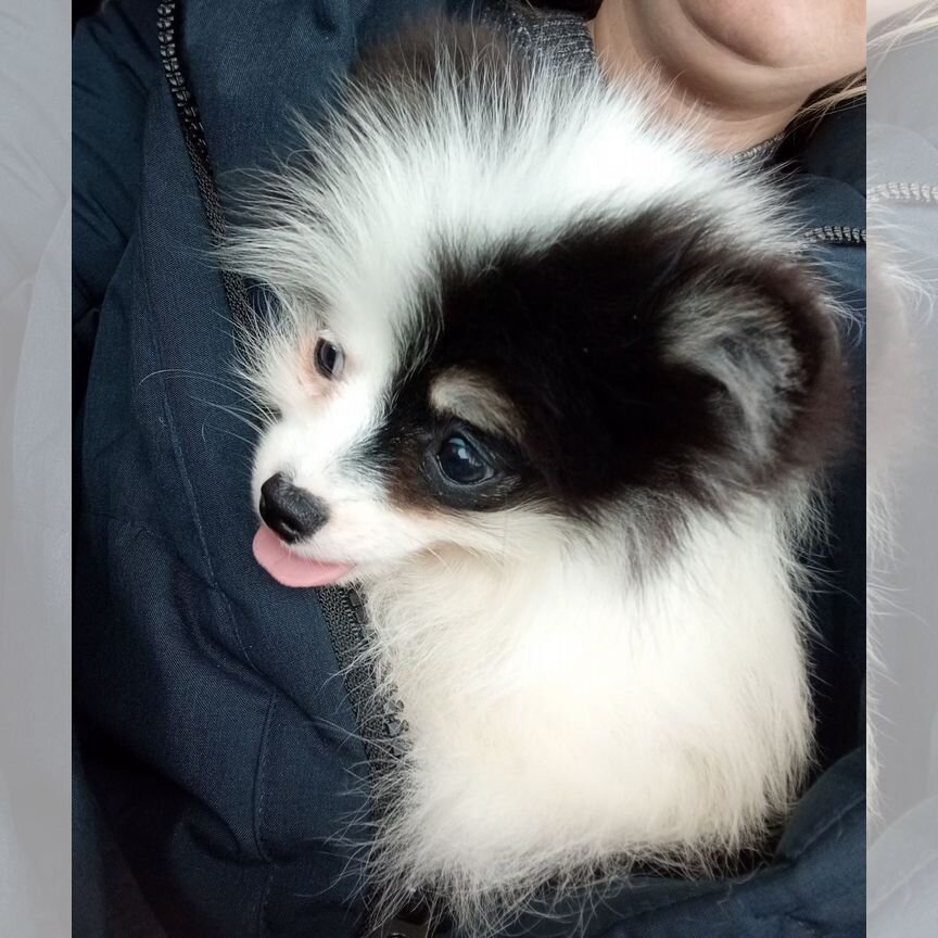 Померанский шпиц, щенок