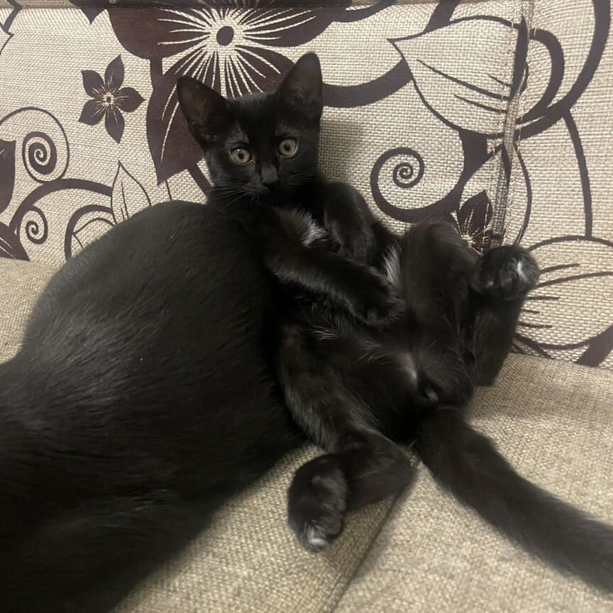 Котёнок в добрые руки