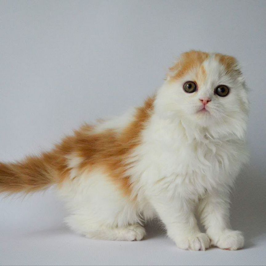 Шотландские котята с профессионального питомника