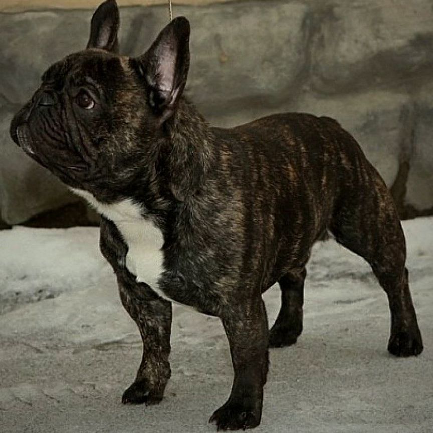 Французский бульдог, взрослая собака