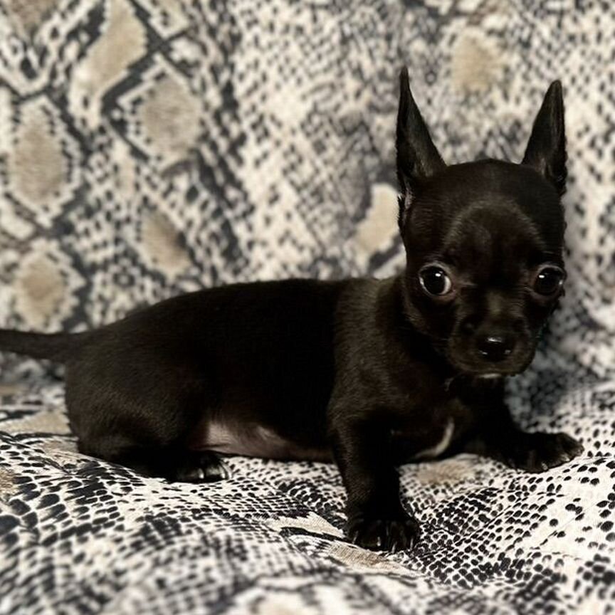 Щенки чихуахуа миники