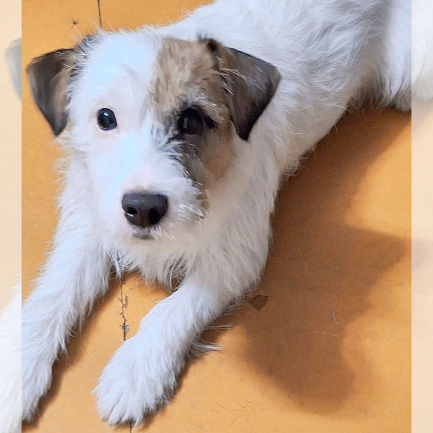 Джек рассел терьер