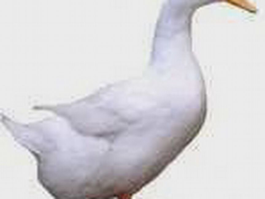 Утка Ст 5. Суточник Опт