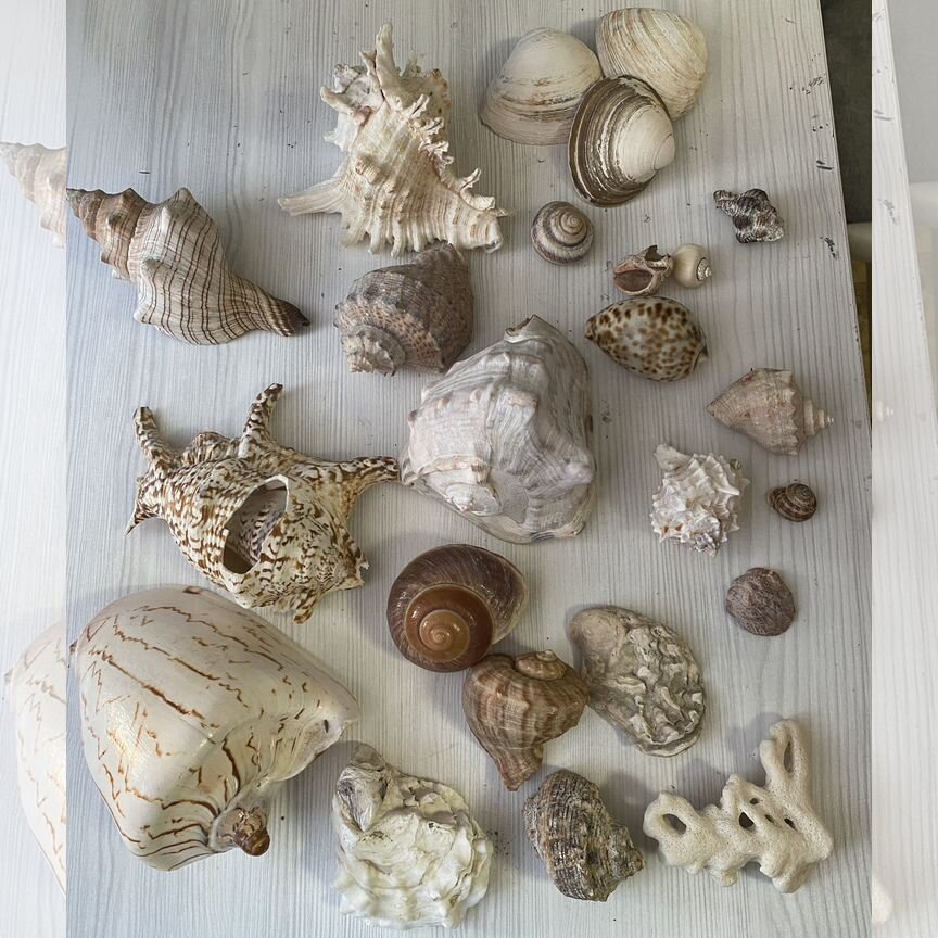 Ракушки в ассортименте