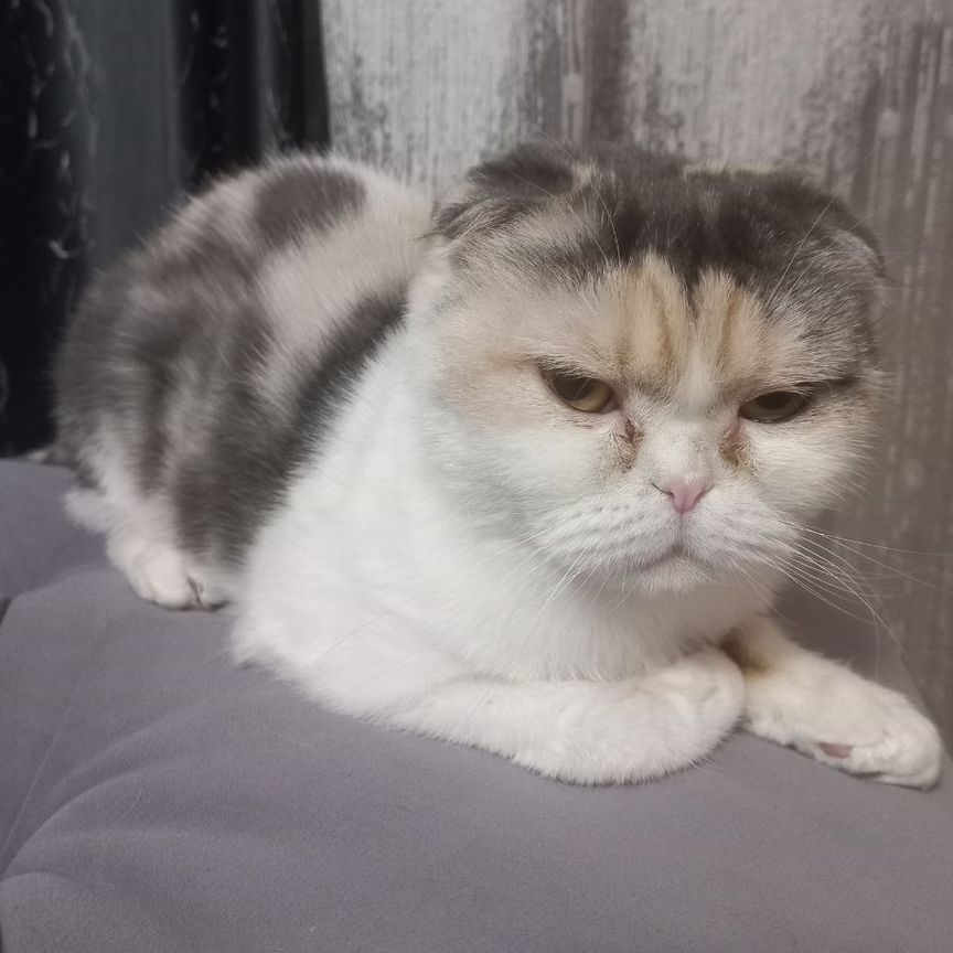 Шотландская вислоухая длинношёрстная, взрослая кошка