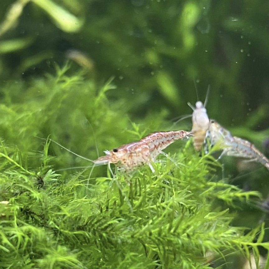 Креветки вишня