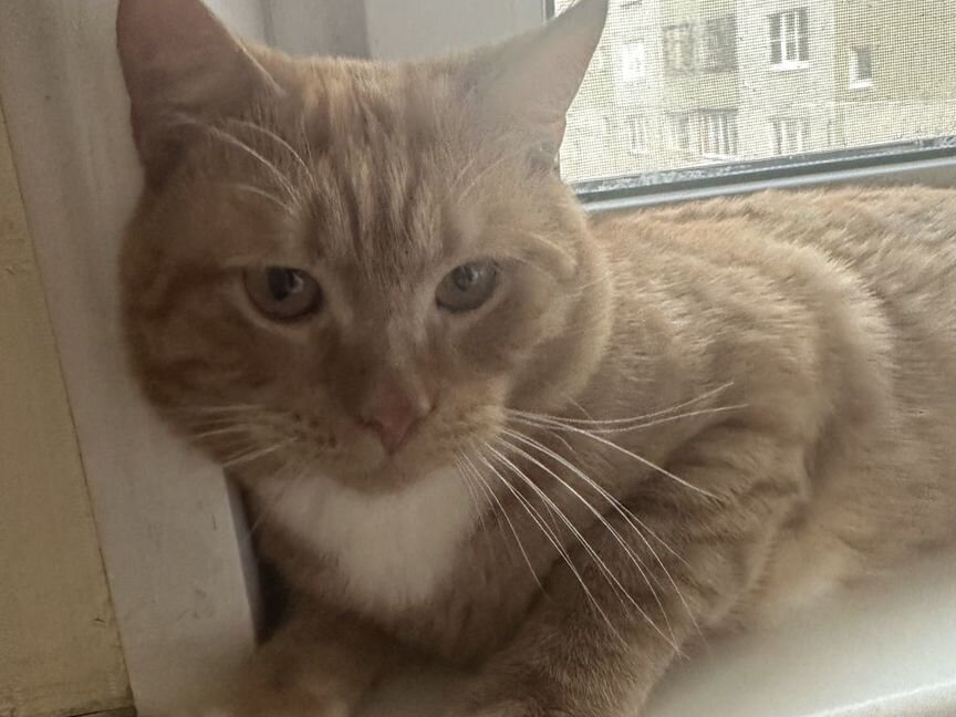 Кот Рыжик в добрые руки