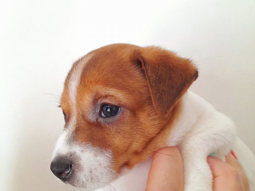 Малыши Джек Рассел терьер