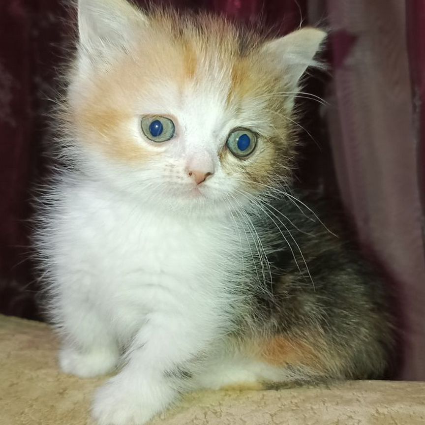 Манчкин котёнок