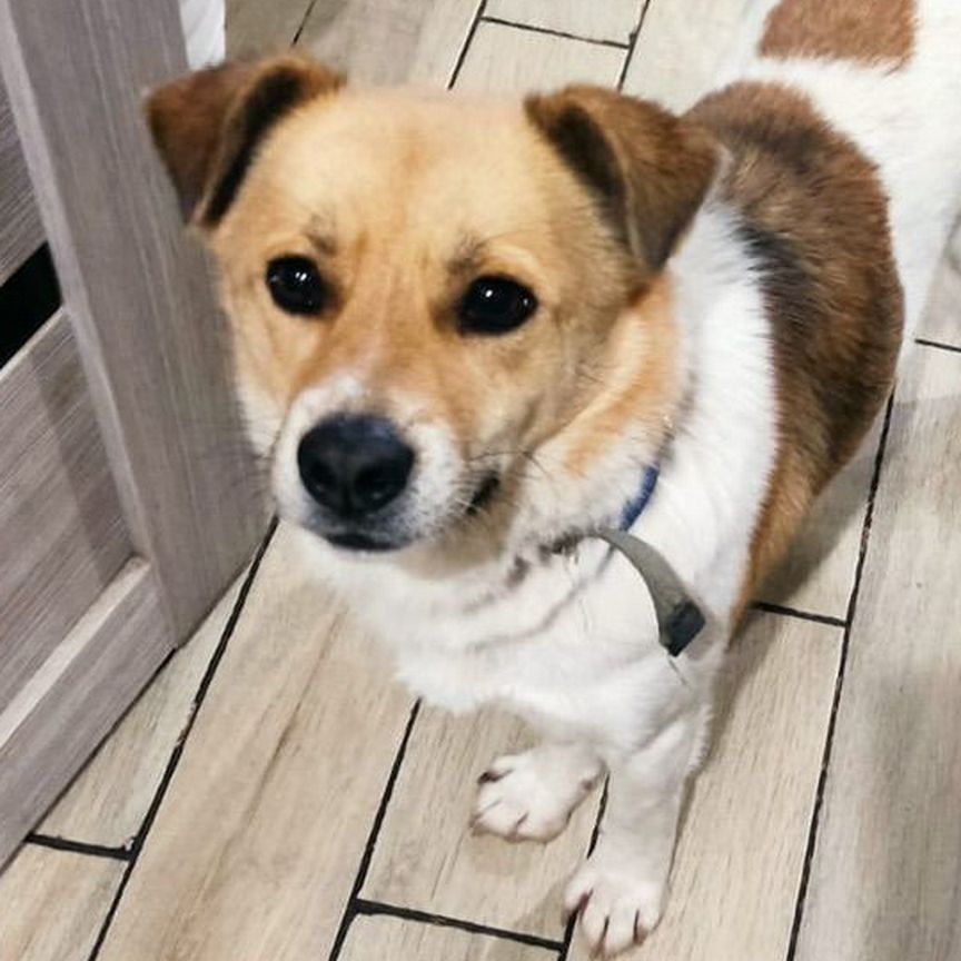 Взрослая собака в добрые руки