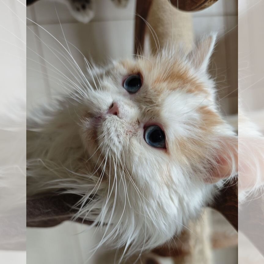 Шотландский прямоухий длинношёрстный, взрослый кот