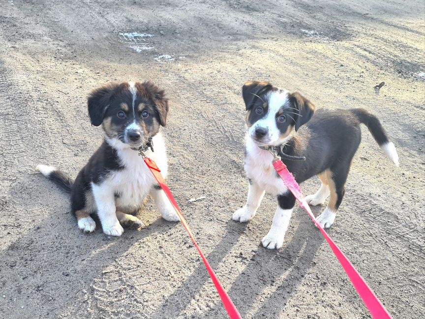 Гретта и Герда в надёжные руки.Стерилизация в дар