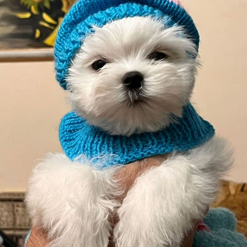 Девочка мальтезе