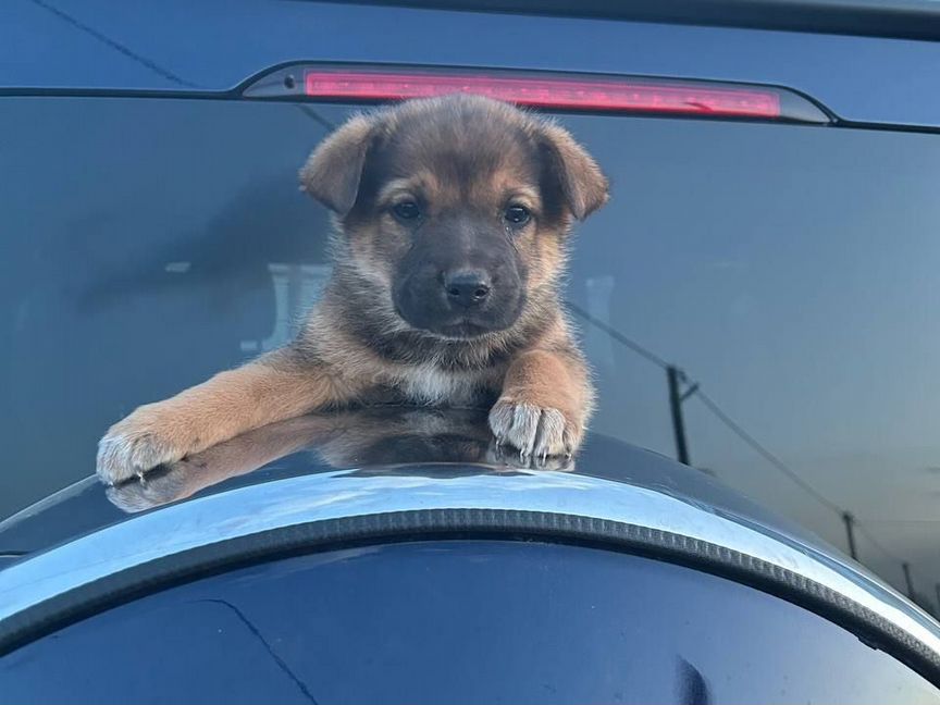 Щенок в добрые руки