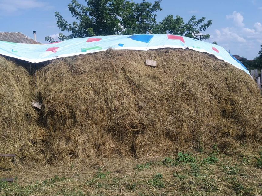 Сено не в рулонах