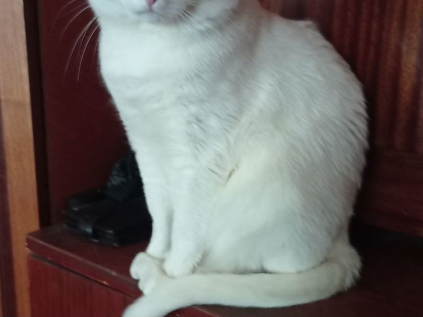 Котик 1.5 года