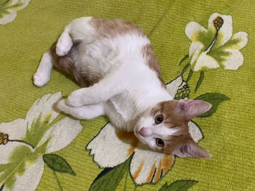 Невозможно ласковый котенок, 2,5 месяца