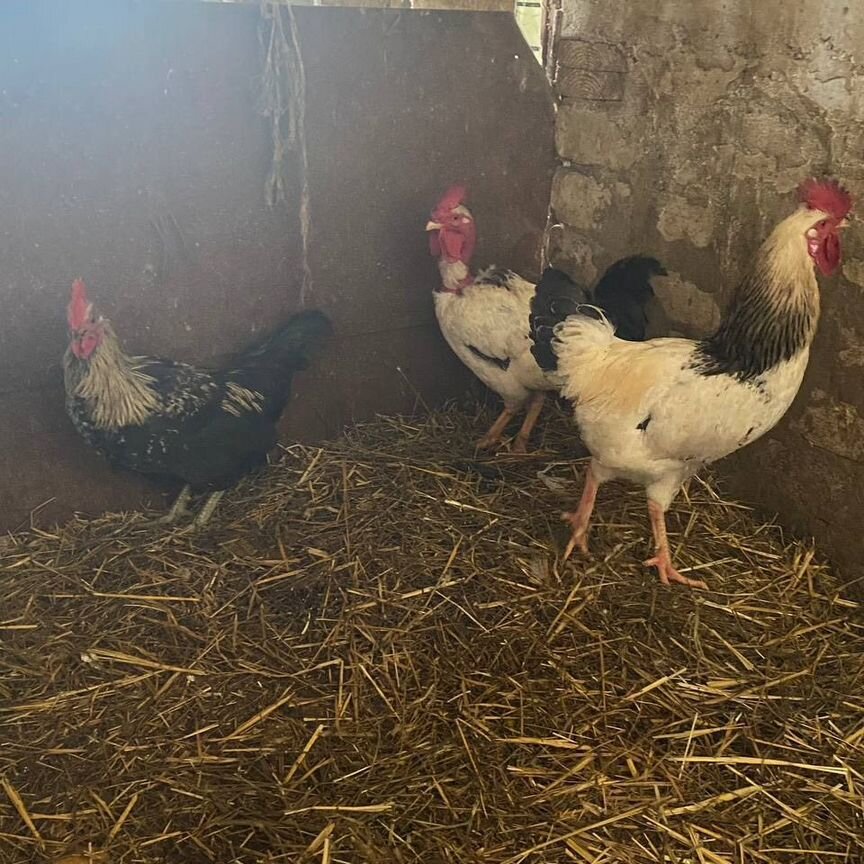 Петухи обмен