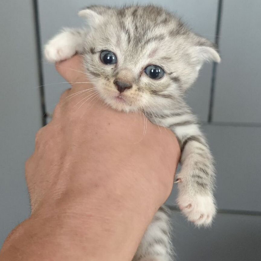 Шотландский вислоухий короткошёрстный котёнок