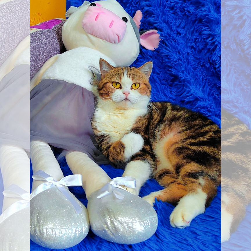 Шотландская кошечка
