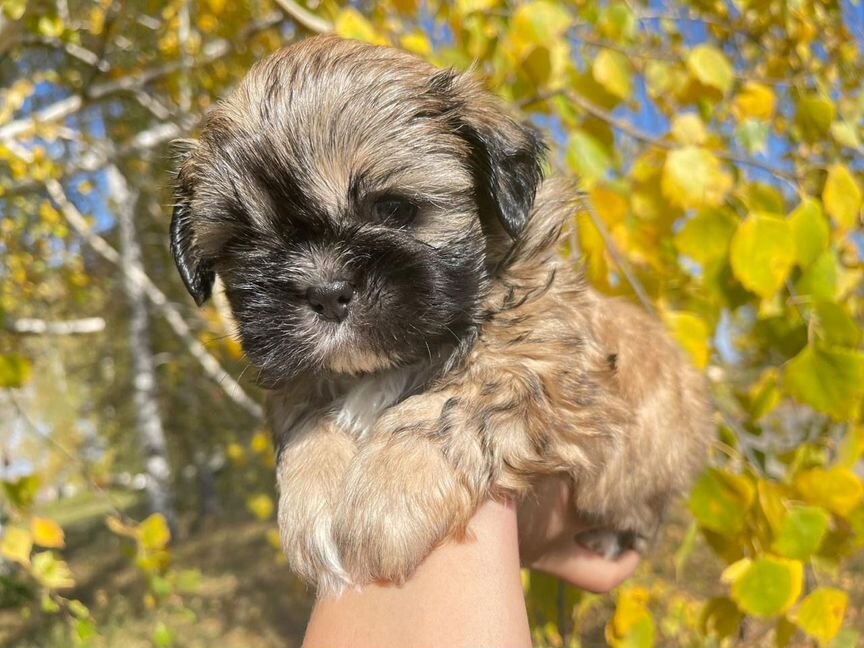Денежный ребенок