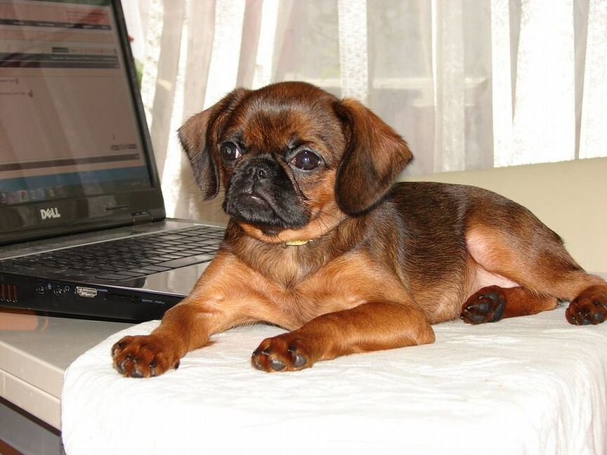 Брабансончики, малыши