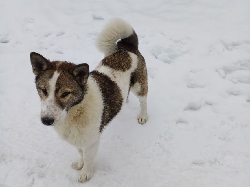 Метис лайки