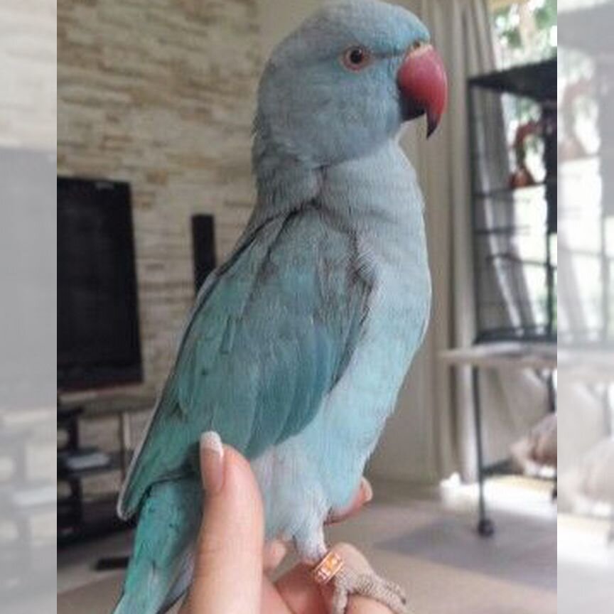 Ожереловый попугай самец