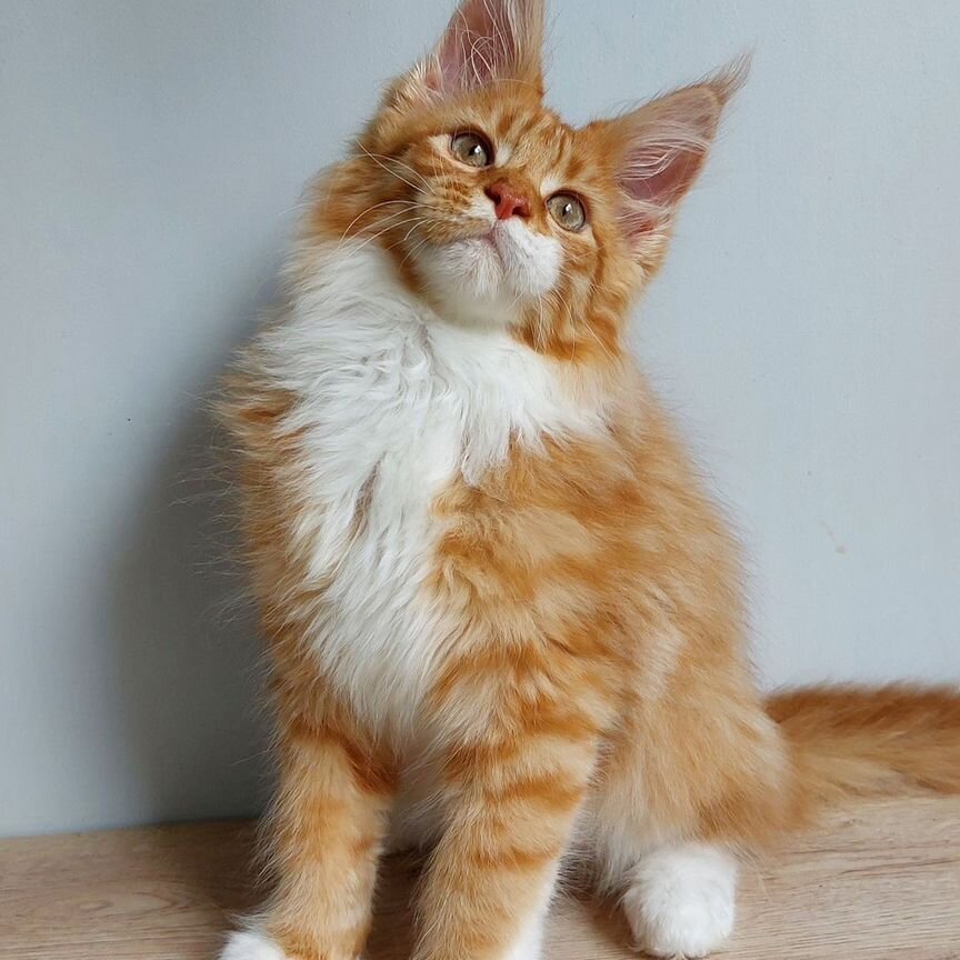 Мейн-кун котик