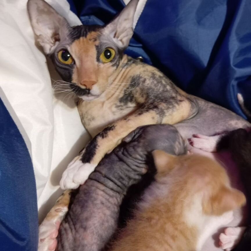 Котята сфинкс