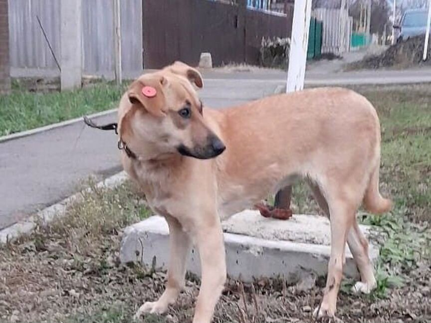 Собака Линда