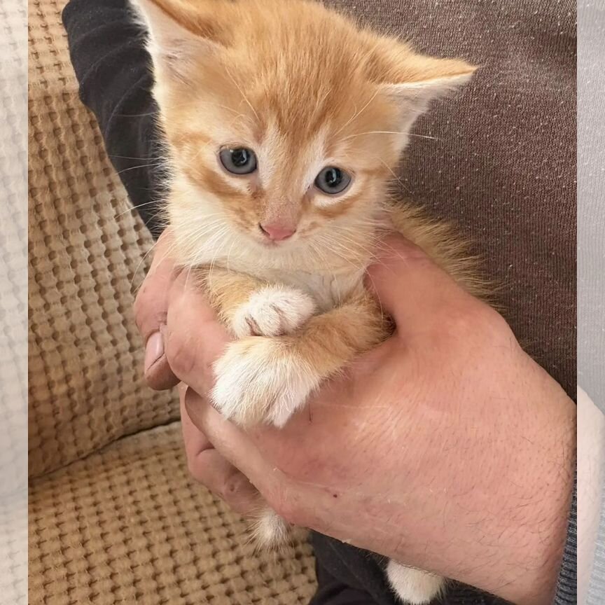 Котёнок в добрые руки