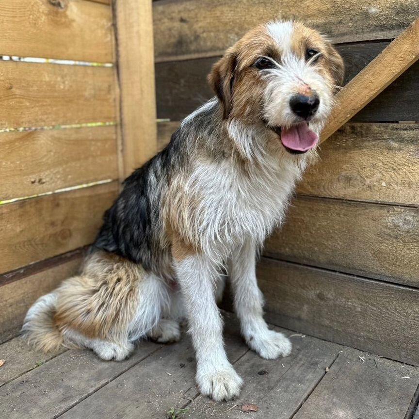 Собака в поисках дома