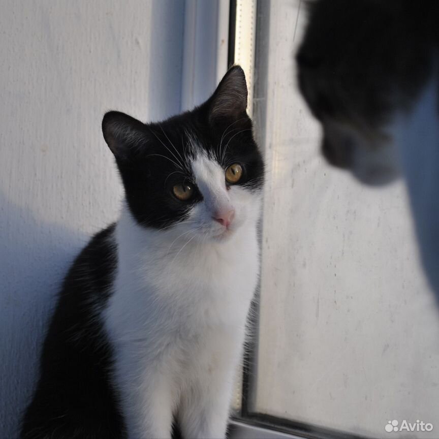 Котенок