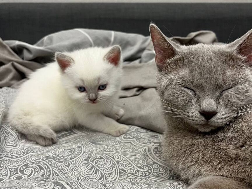 Котята британцы плюшевые